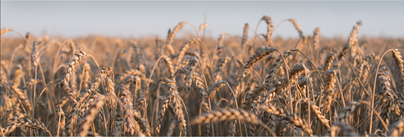 Blog no 1 – Joyfull